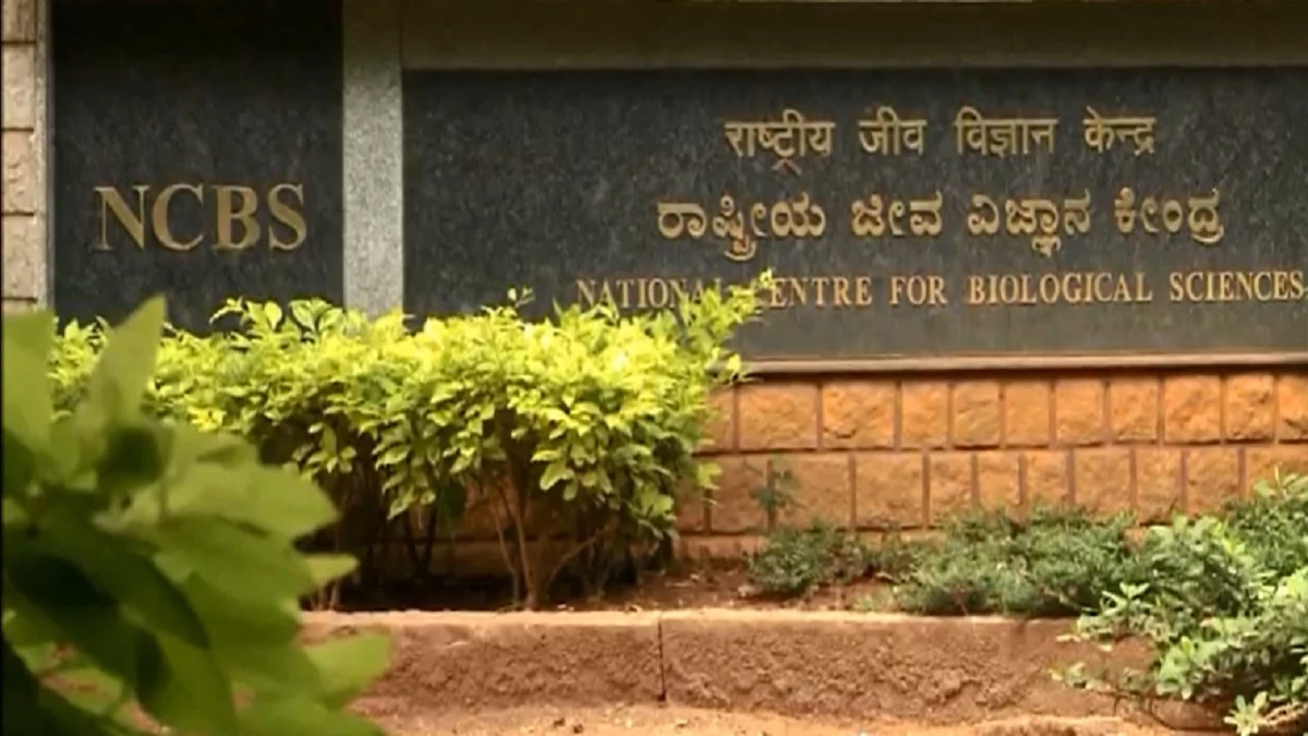 NCBS Executive Manager Recruitment 2026 » Online Form